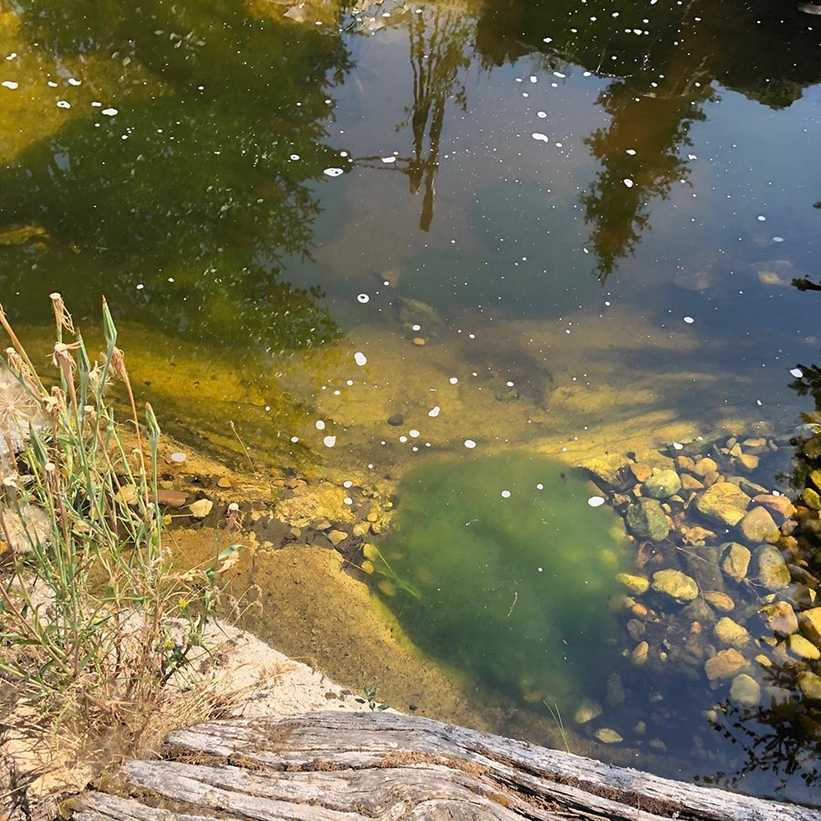 Vortex Generators and Algae – The President Water Company